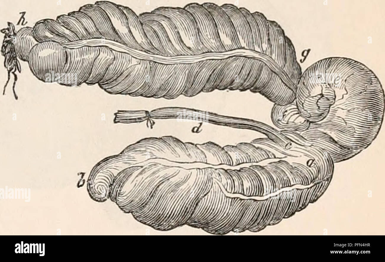 La digestion de l'anatomie du cheval Banque de photographies et d ...