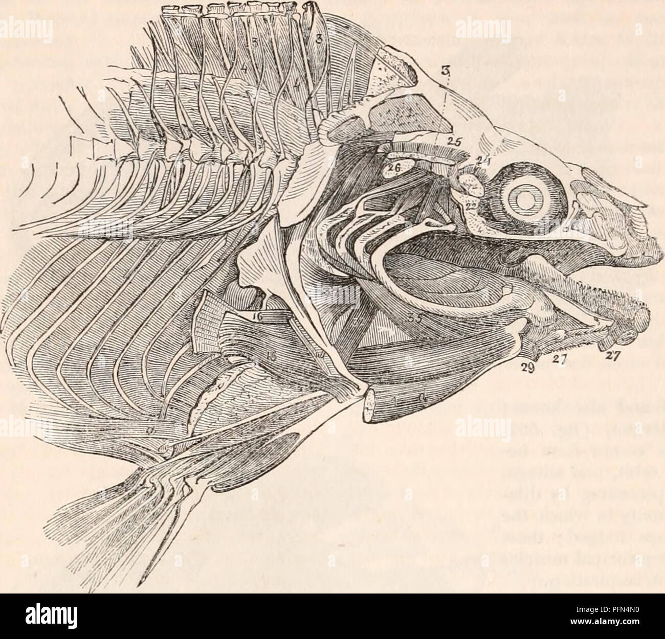 . La cyclopaedia d'anatomie et physiologie. Anatomie ; physiologie ...