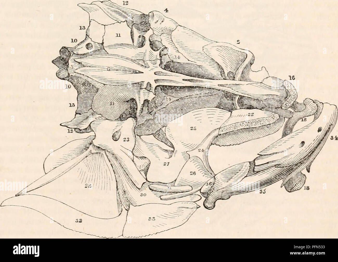 Vertebral processes Banque d'image et photos - Alamy