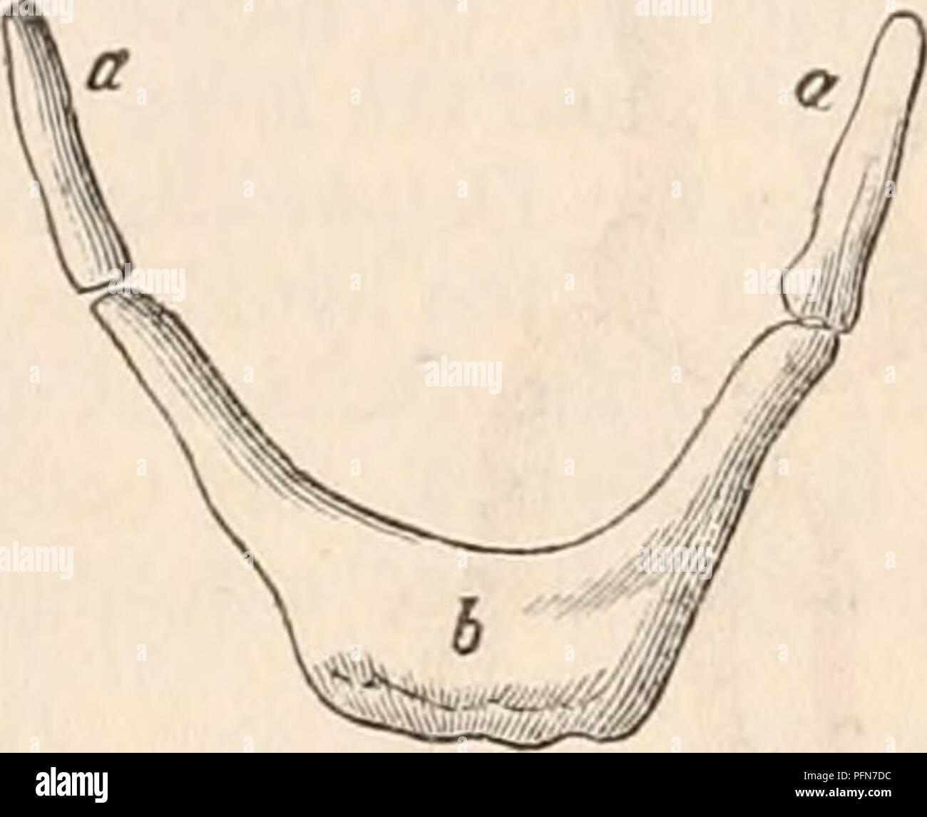 Digitus medius Banque de photographies et d’images à haute résolution ...