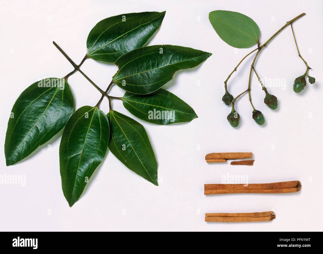 Cannellier arbre avec fruit Banque de photographies et d’images à haute ...