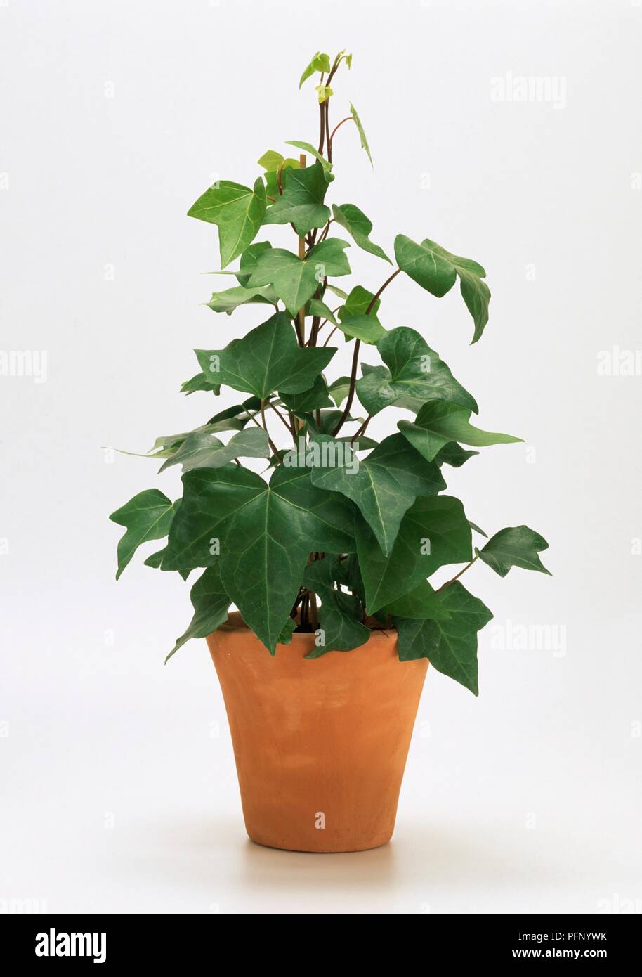 Hedera canariensis (île des Canaries ivy) en terre cuite pot Photo ...