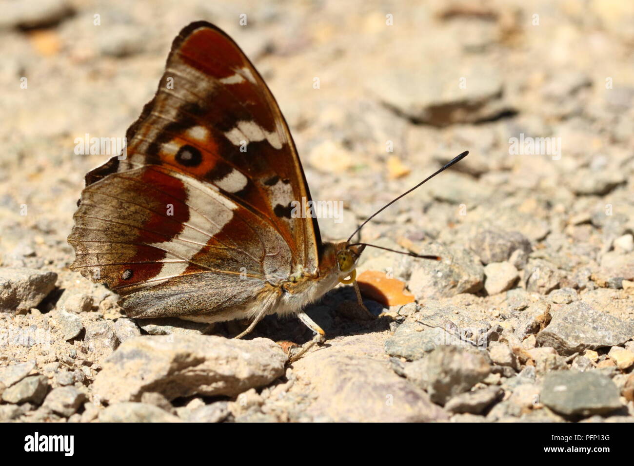 Papillons empereur violet Banque de photographies et d’images à haute ...