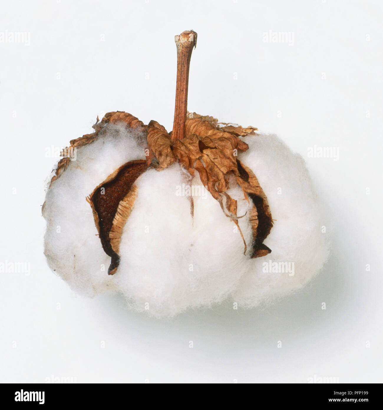 Gossypium magnoliophyta Banque de photographies et d’images à haute ...