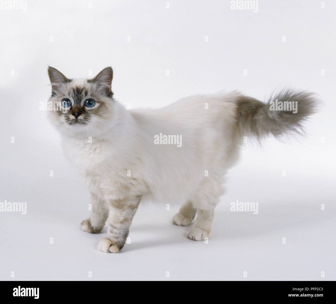 Seal tortie tabby point Banque de photographies et d’images à haute ...