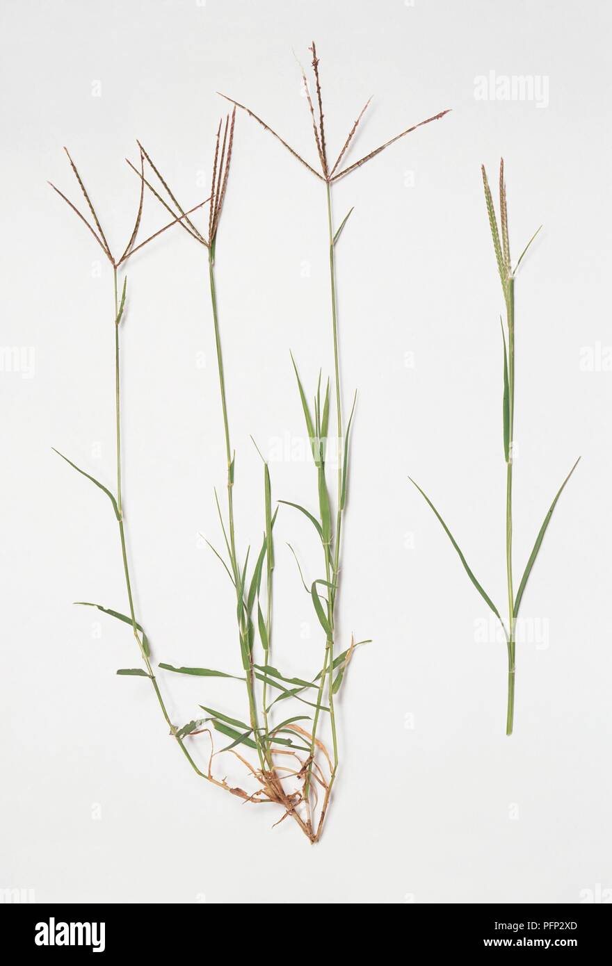 Cynodon dactylon grass Banque de photographies et d’images à haute ...