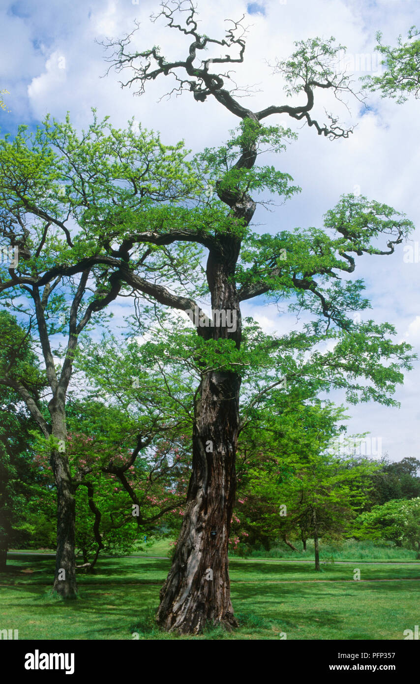 Robinia pseudoacacia twisty baby Banque de photographies et d’images à ...