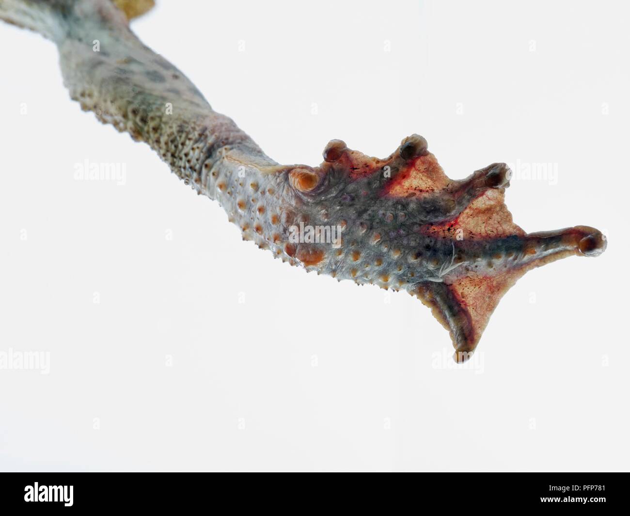 Sur pied Banque de photographies et d’images à haute résolution - Alamy