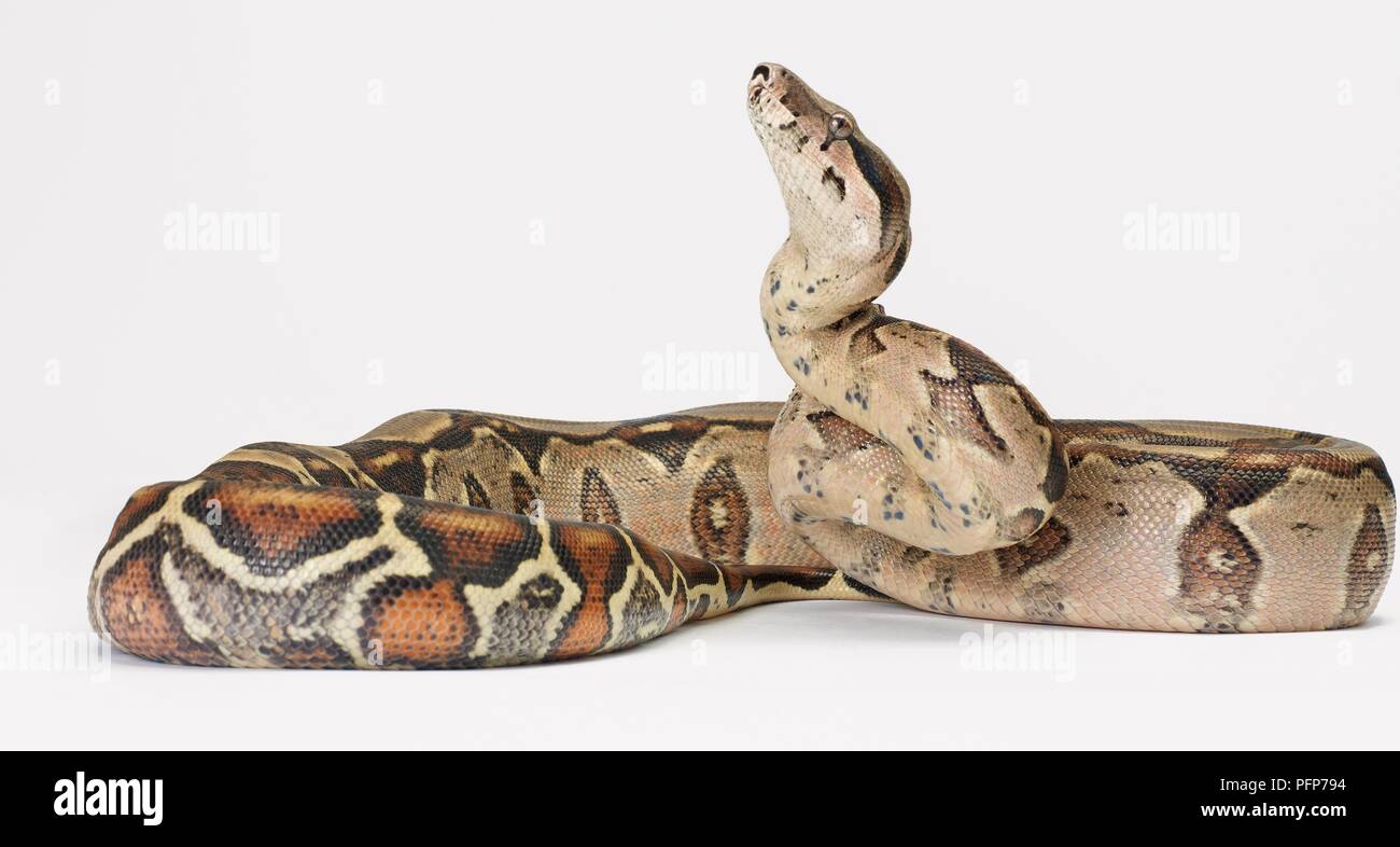 Boa constrictor imperator Banque de photographies et d’images à haute ...