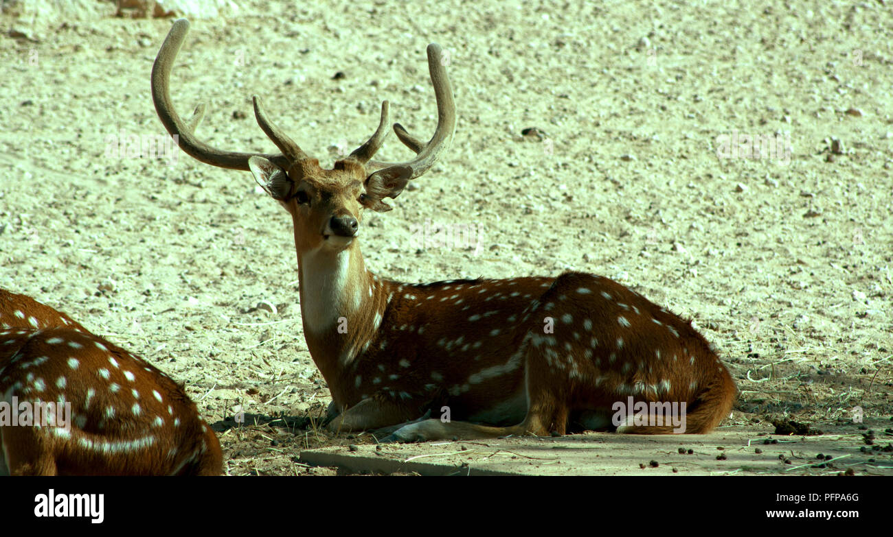 Cerf arabe Banque de photographies et d’images à haute résolution - Alamy