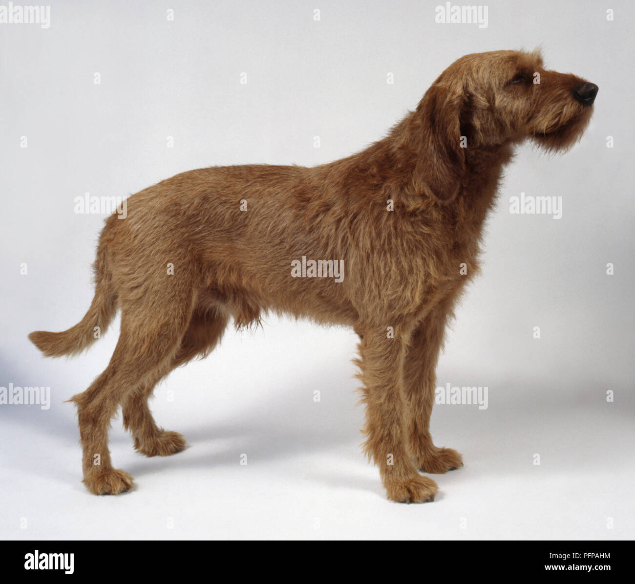 Fauve Bretagne Griffon Ou Griffon Fauve De Bretagne Chien Banque d ...