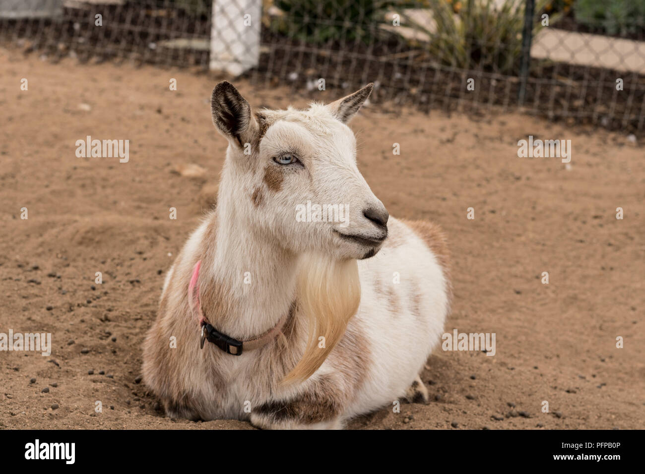 Nain au repos Banque de photographies et d’images à haute résolution ...