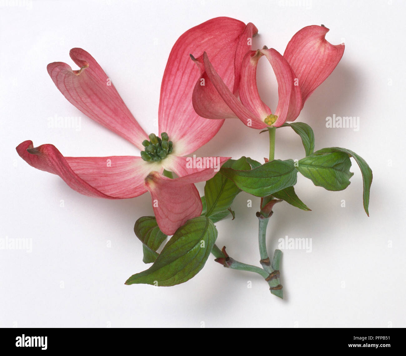 Cornus florida cherokee chief Banque de photographies et d’images à ...