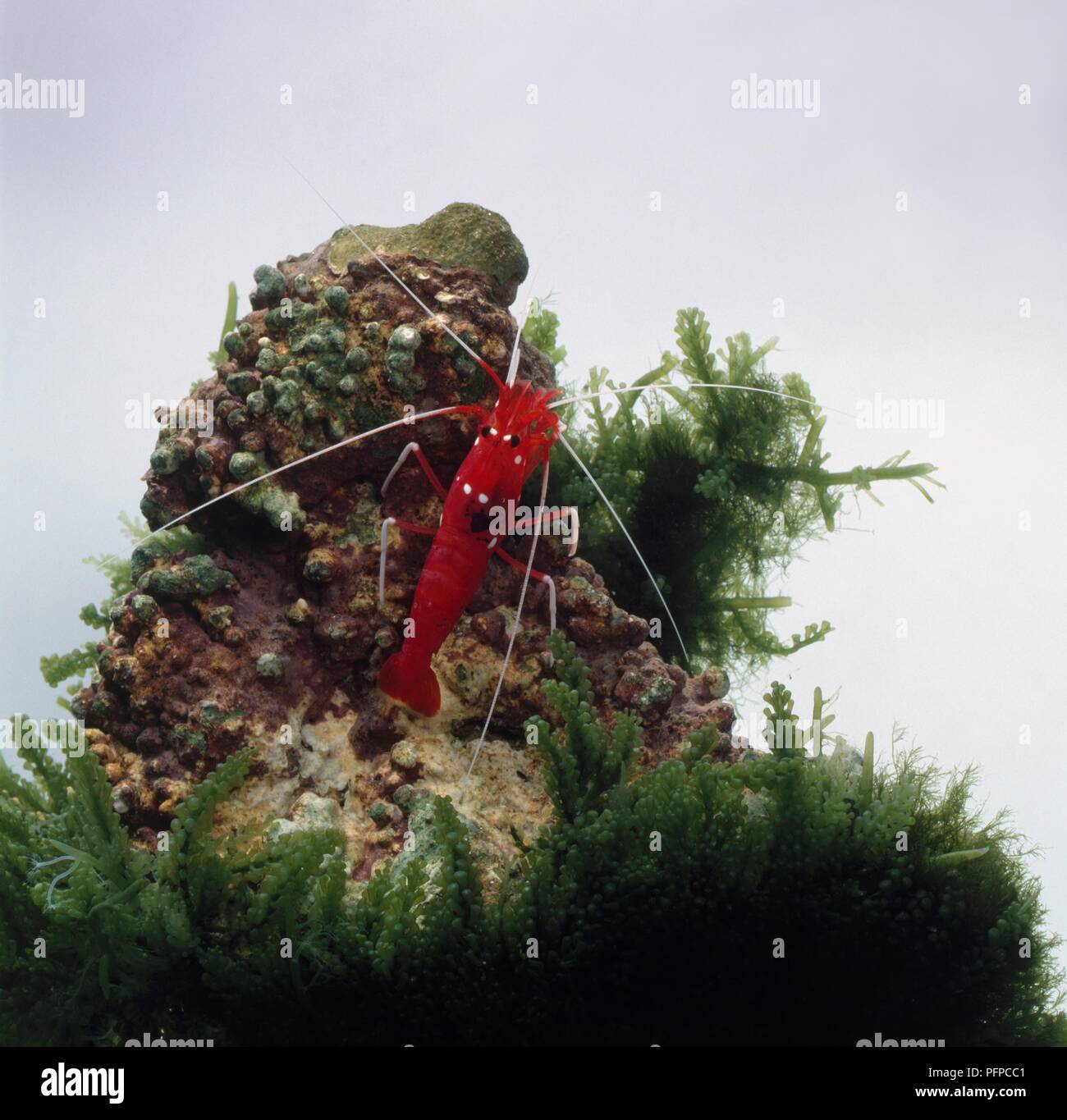 Crevettes de feu rouge sang Banque de photographies et d’images à haute ...