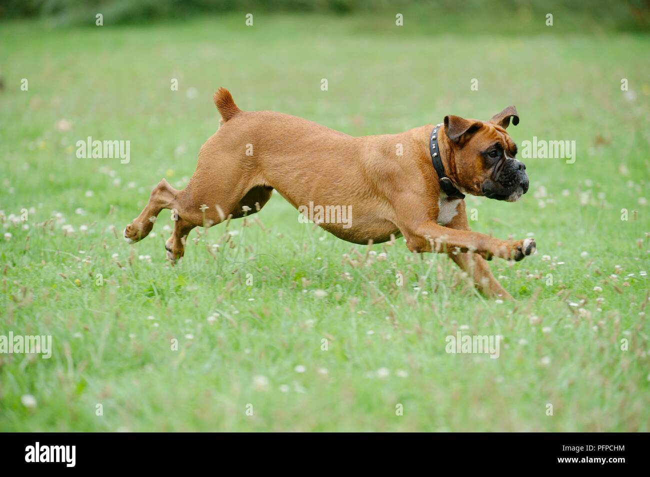 Boxer dog running Banque de photographies et d’images à haute ...