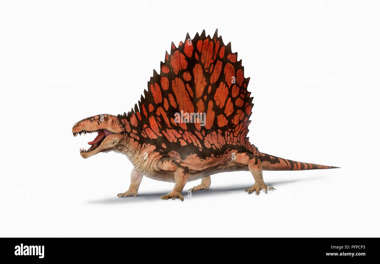 Dimetrodon permian Banque de photographies et d’images à haute ...