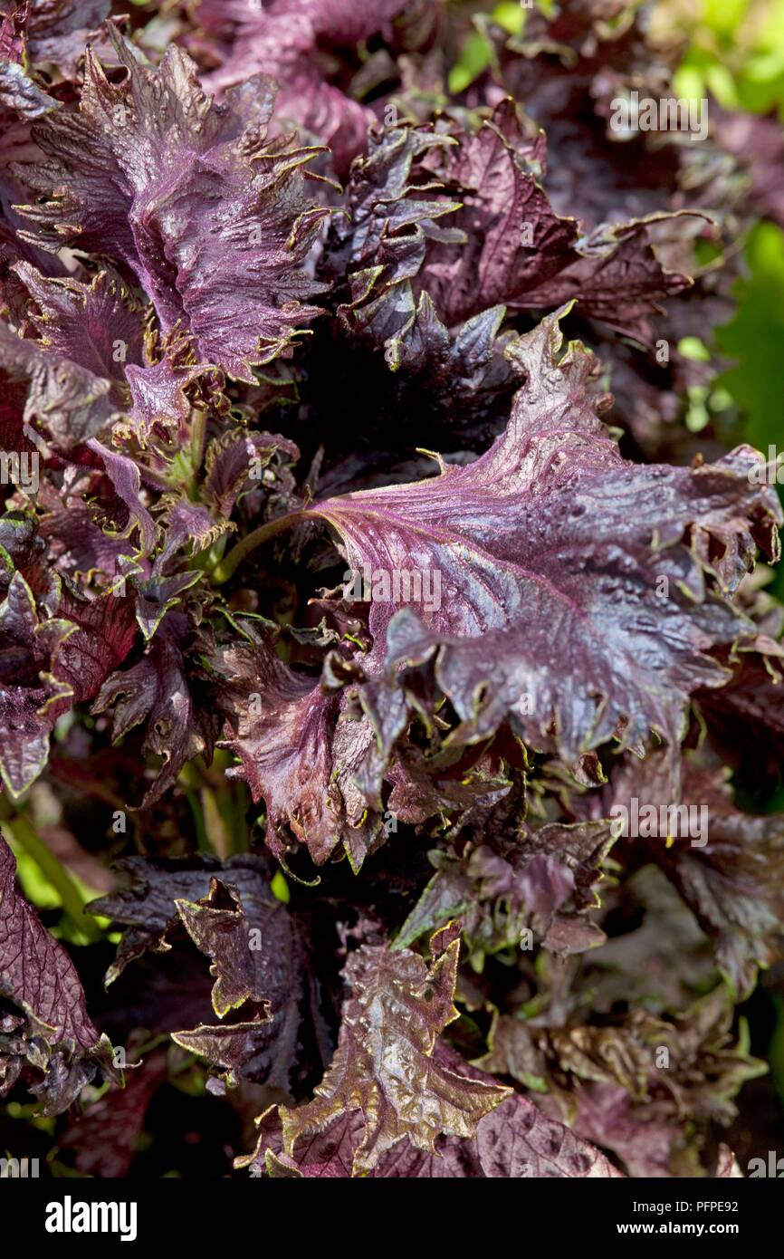 Perilla frutescens violet Banque de photographies et d’images à haute ...
