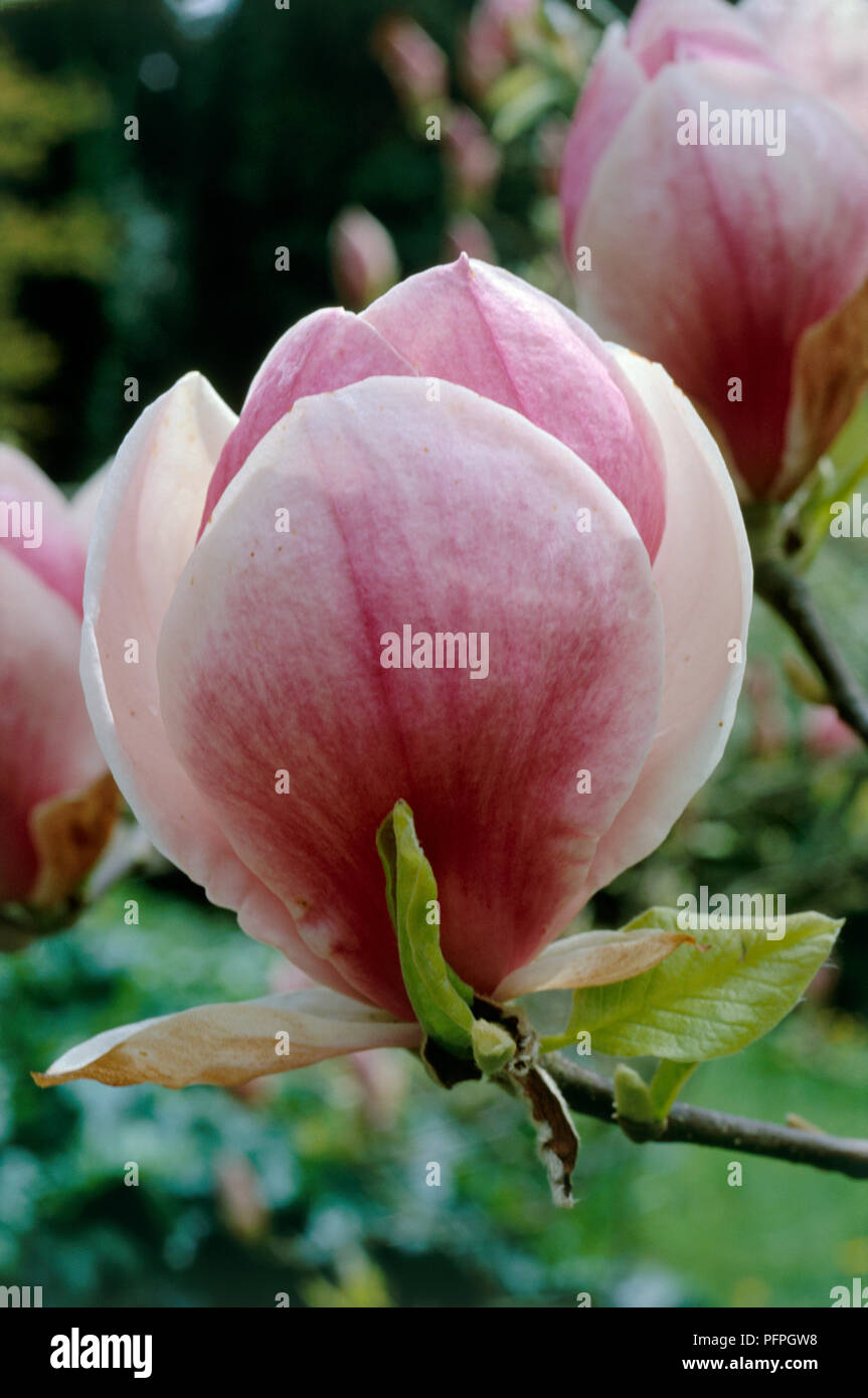 Magnolia soulangeana rustica rubra Banque de photographies et d’images ...