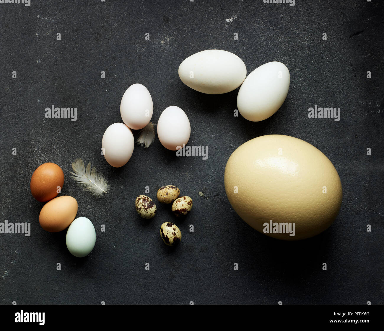 Oeufs de poulet et de canard Banque de photographies et d’images à ...