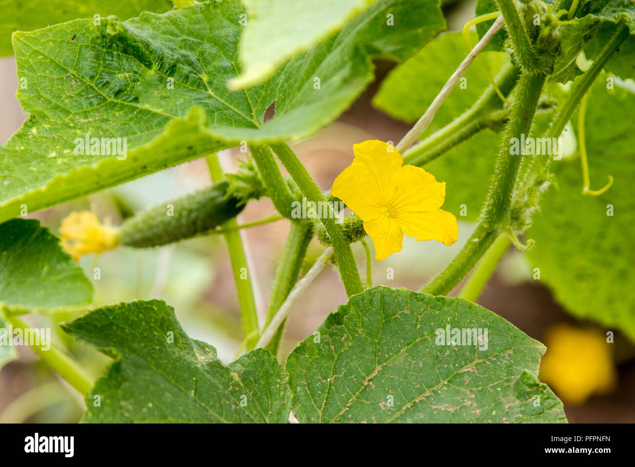 Feuilles de concombre Banque de photographies et d’images à haute ...