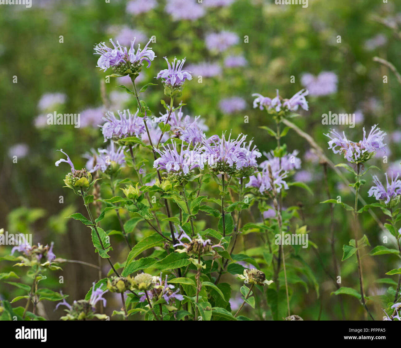 La monarde fistuleuse floraison. Attirer les abeilles de fleurs des ...