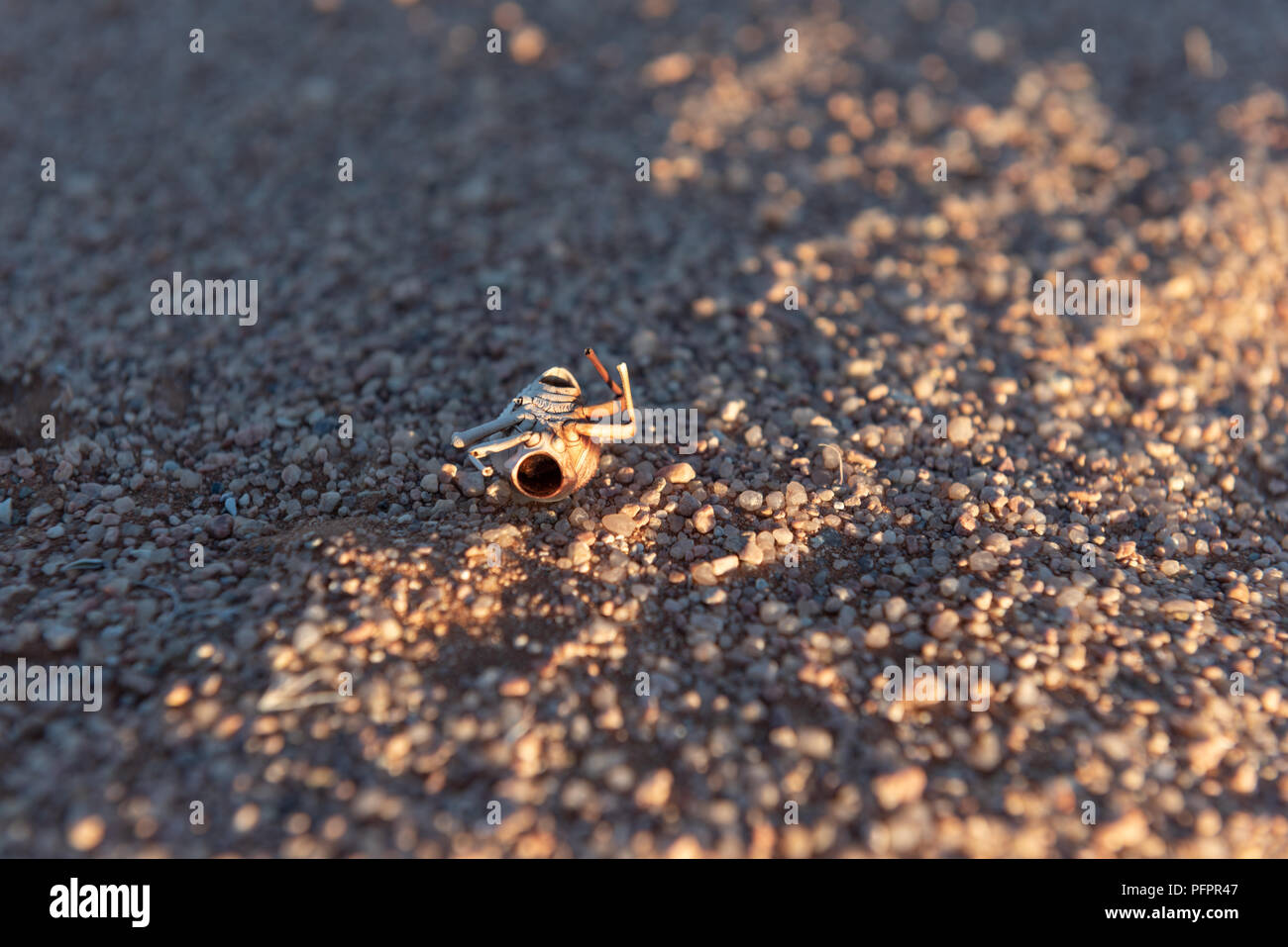 Carapace insect Banque de photographies et d’images à haute résolution ...