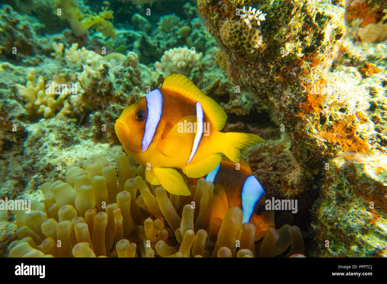 Animal Egypte Banque d'image et photos - Alamy