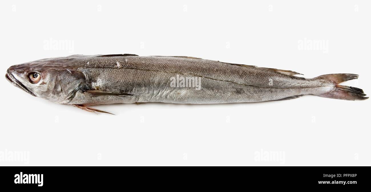 Merlu merluccius Banque de photographies et d’images à haute résolution ...