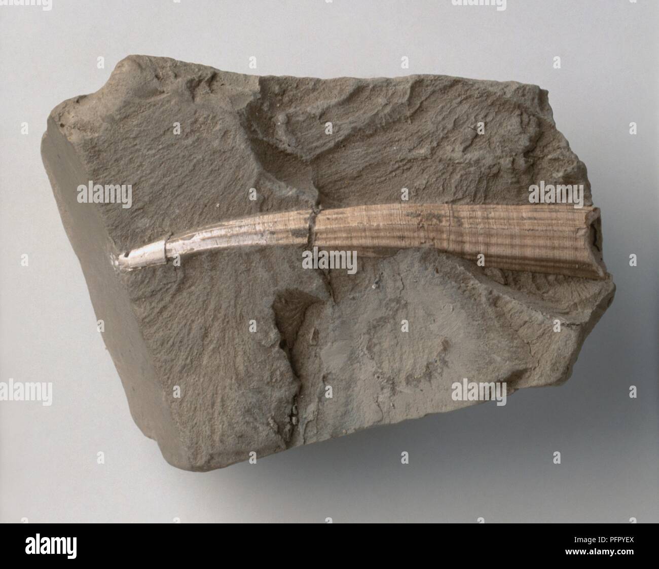 Tusk shell Banque de photographies et d’images à haute résolution - Alamy