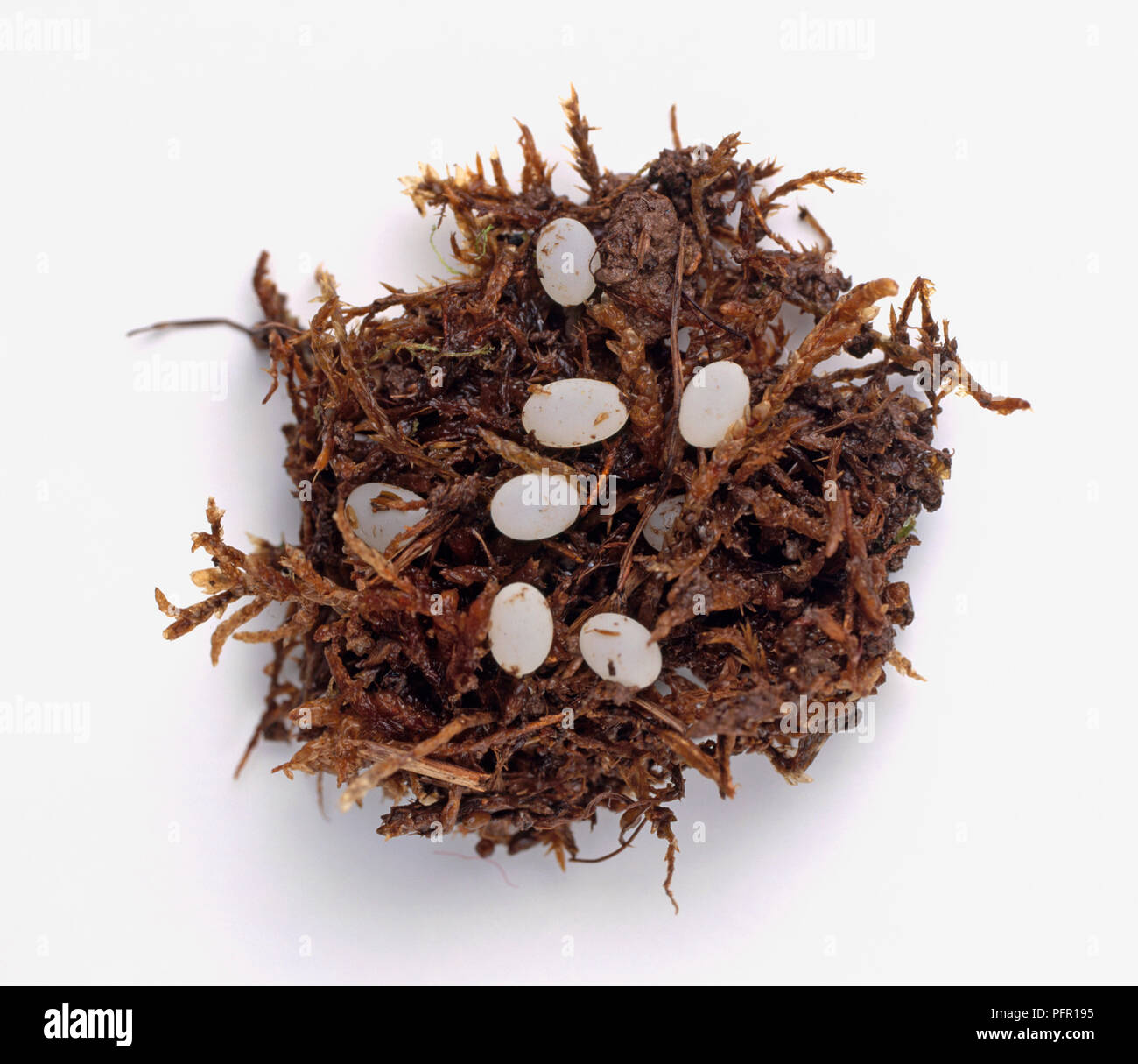 Eggs garden snail helix aspersa Banque de photographies et d’images à ...