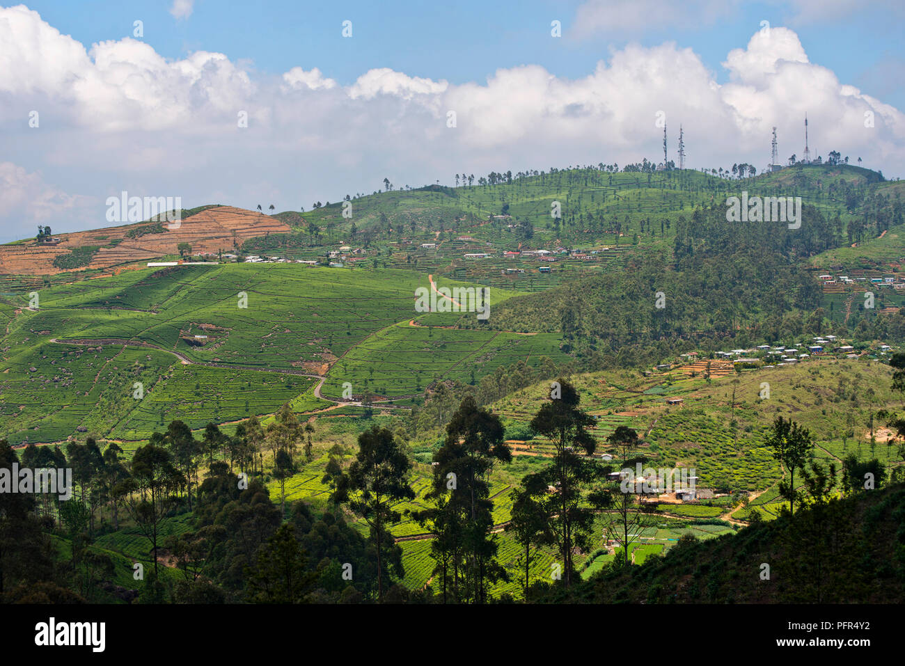 Dambatenne tea factory Banque de photographies et d’images à haute ...