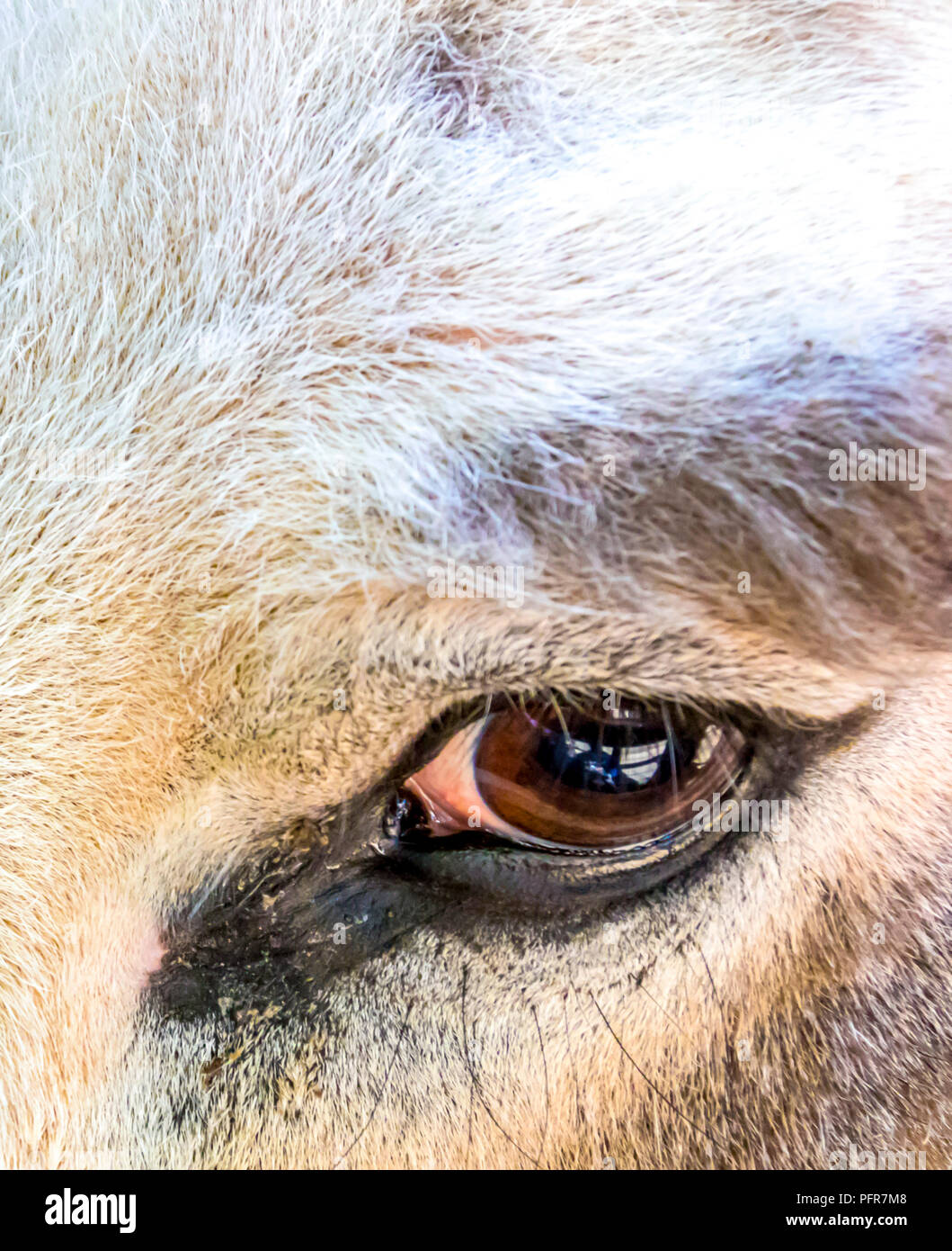 Donkey closeup Banque de photographies et d’images à haute résolution ...