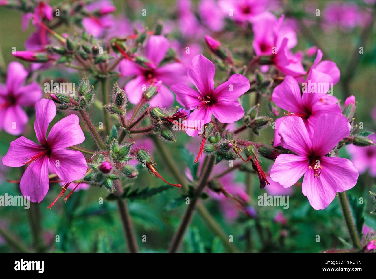 Geranium palmatum Banque de photographies et d’images à haute ...