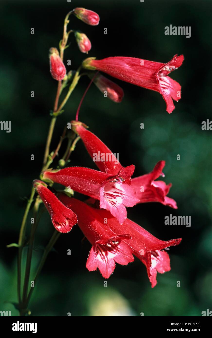 Longue tige avec des fleurs rouges Banque de photographies et d’images ...