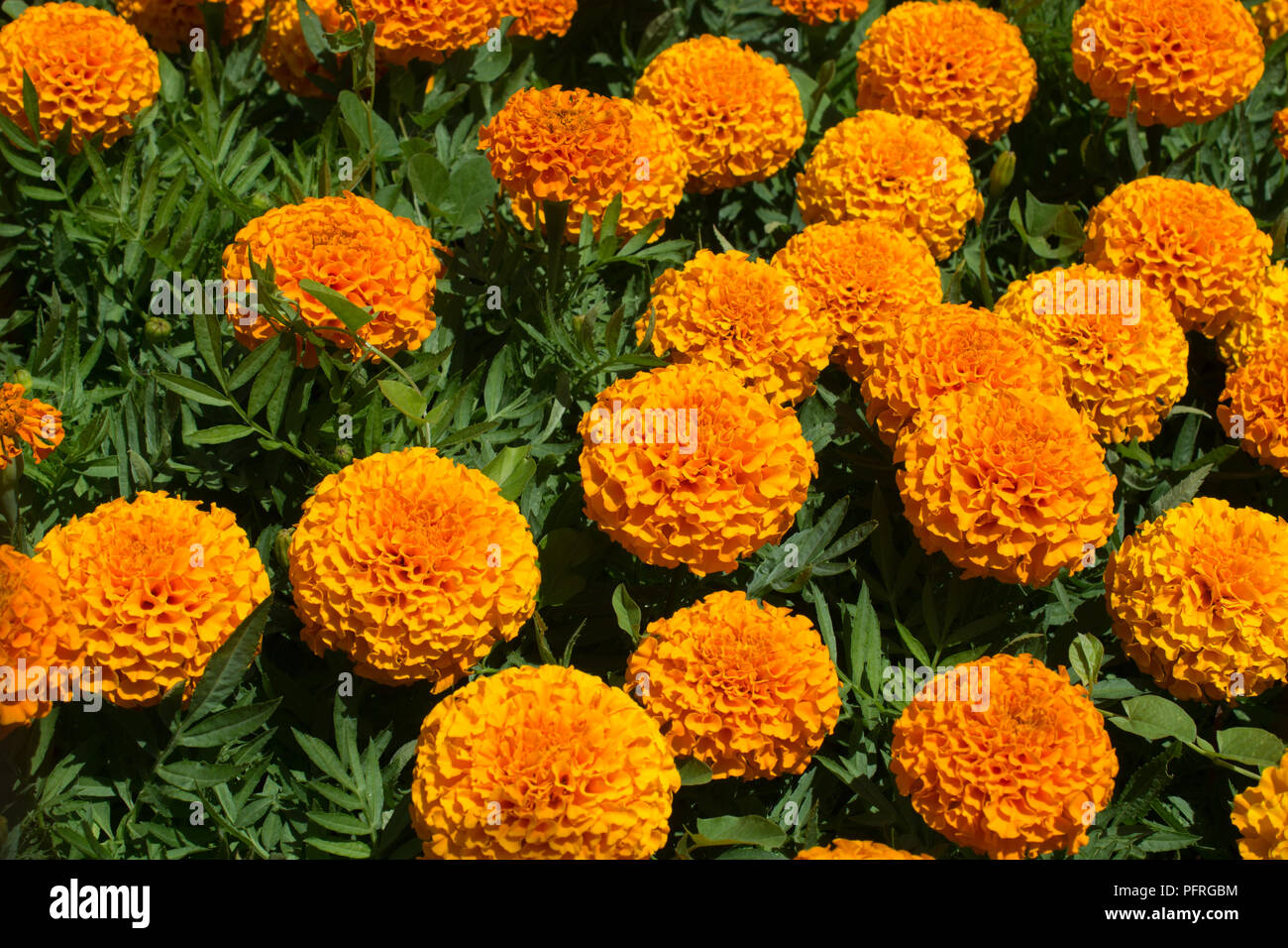 Fleurs Naturelles Banque d'image et photos - Alamy