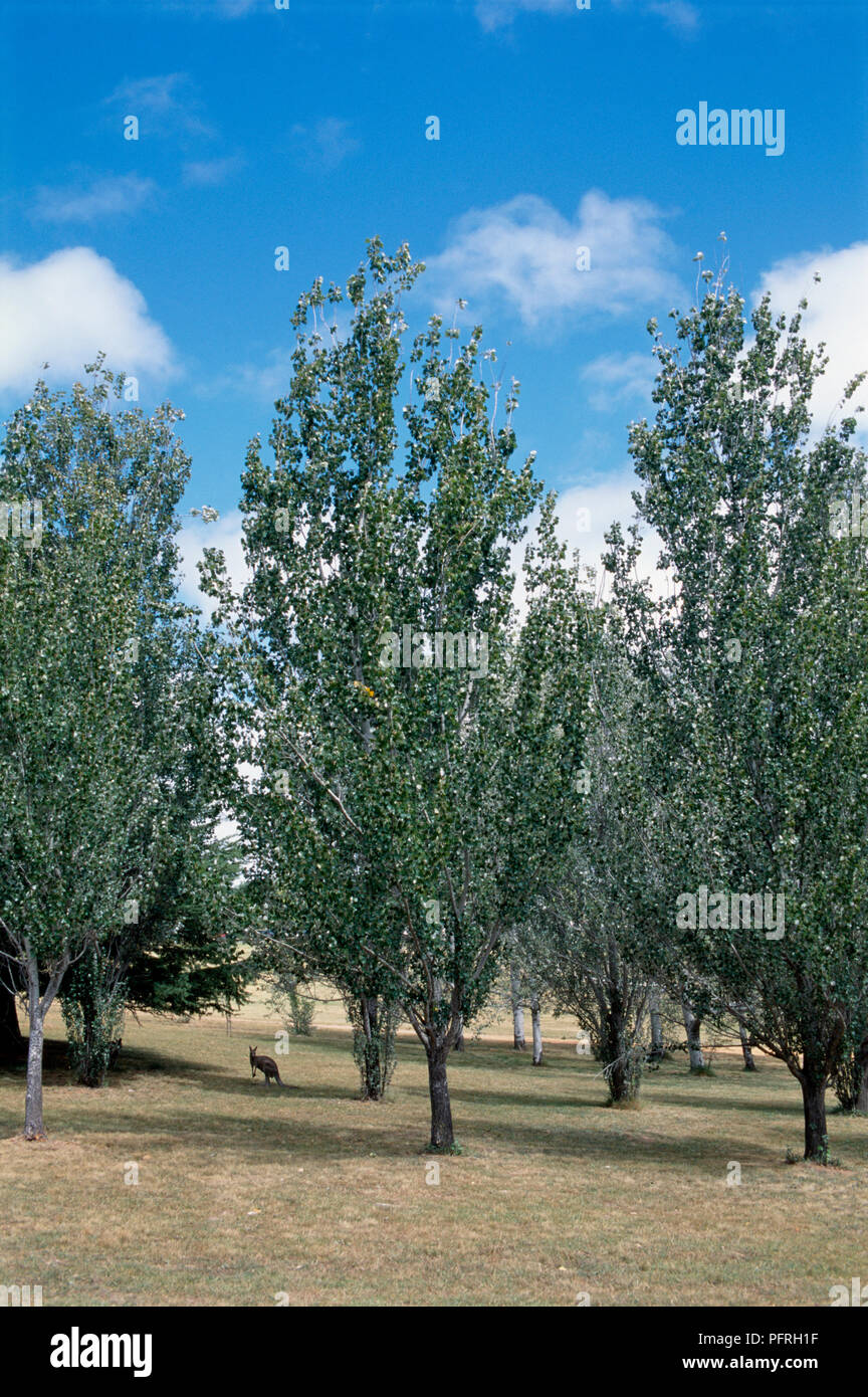 Populus alba pyramidalis Banque de photographies et d’images à haute ...