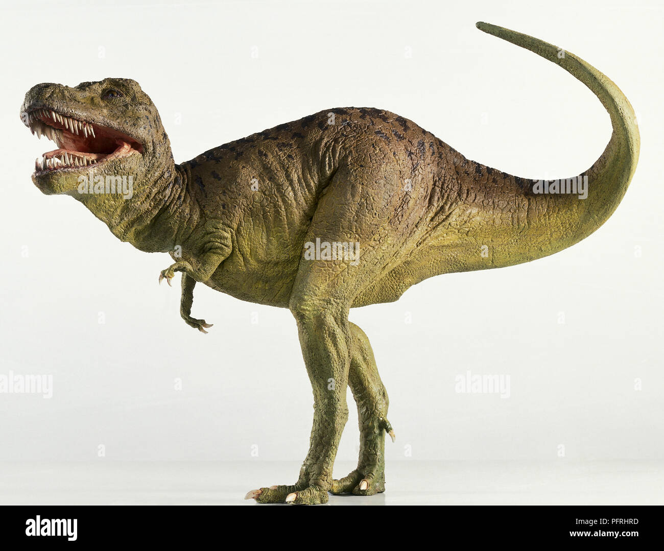 Side view tyrannosaurus rex dinosaur Banque de photographies et d’images à haute résolution ...