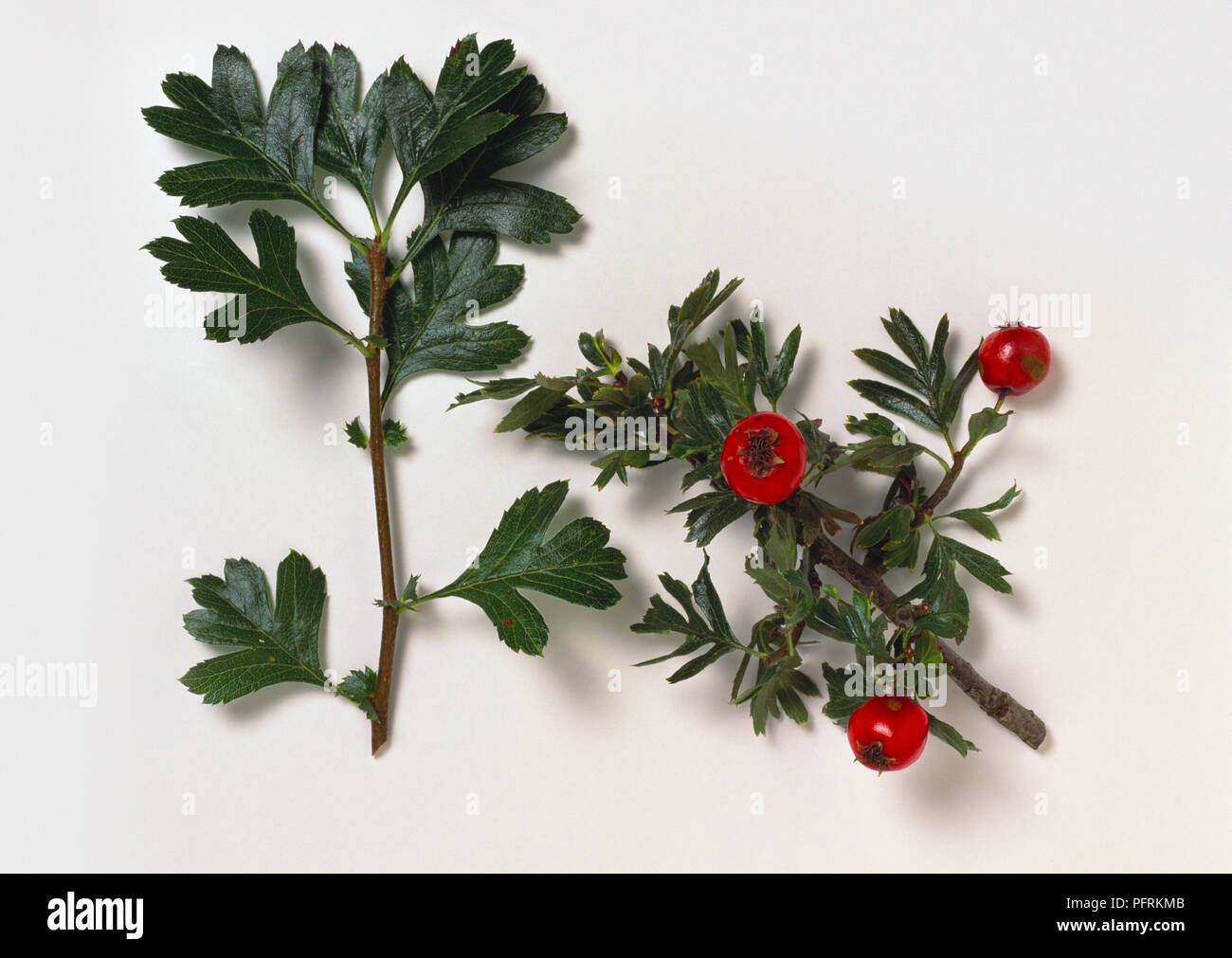 Crataegus laciniata Banque de photographies et d’images à haute ...