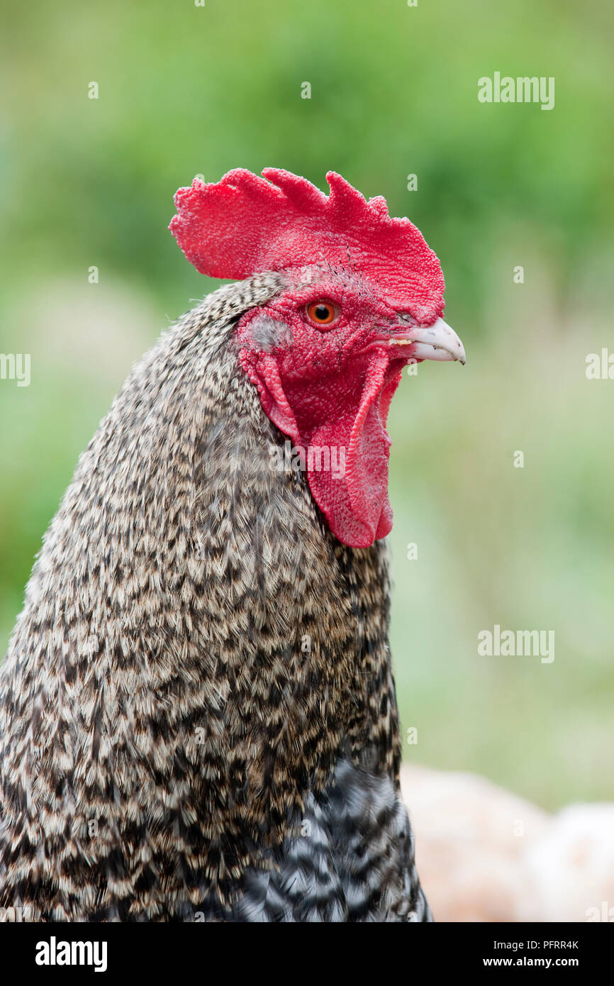 Chicken rooster head side view Banque de photographies et d’images à ...