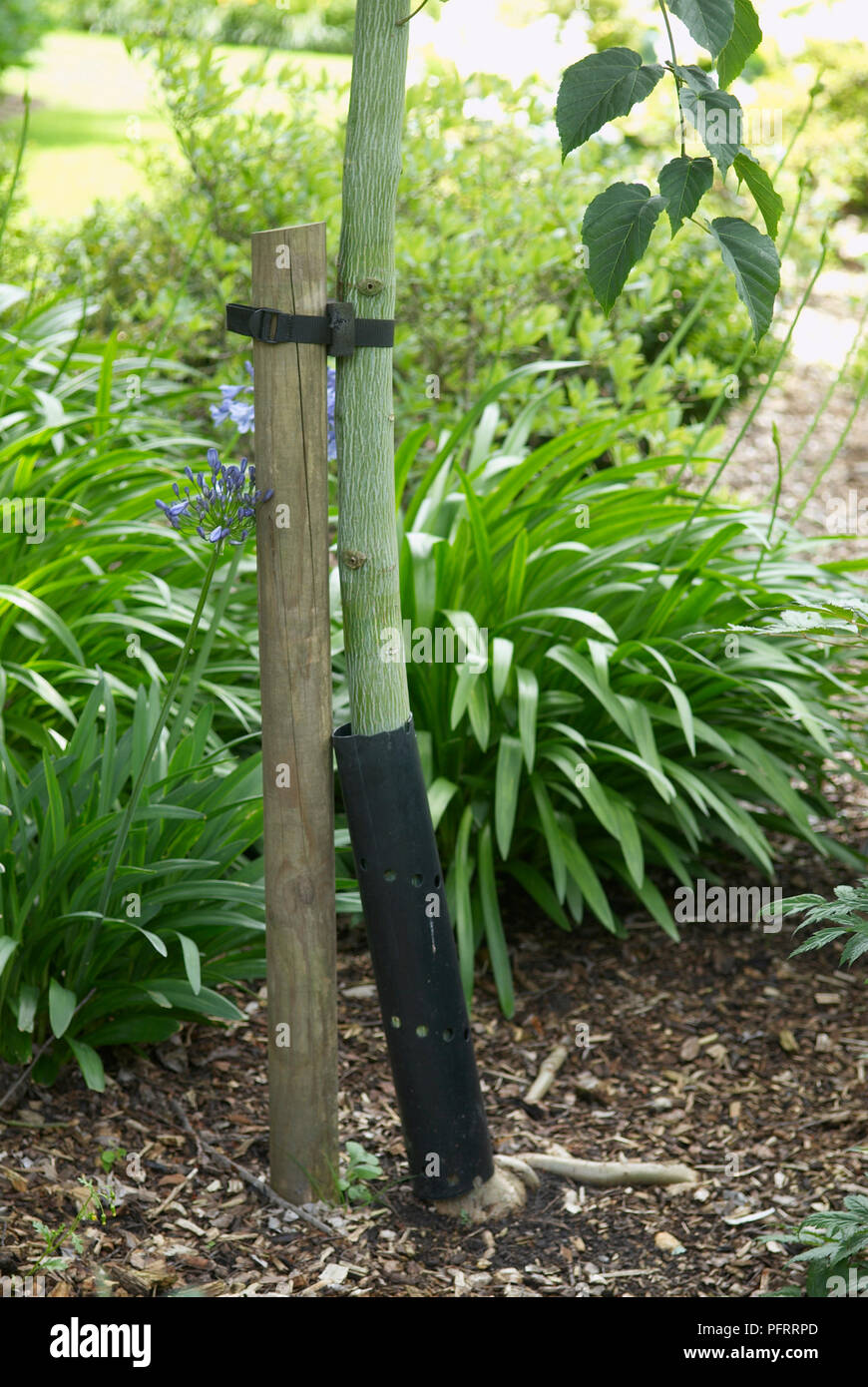 Attaché au pieu Banque de photographies et d’images à haute résolution ...