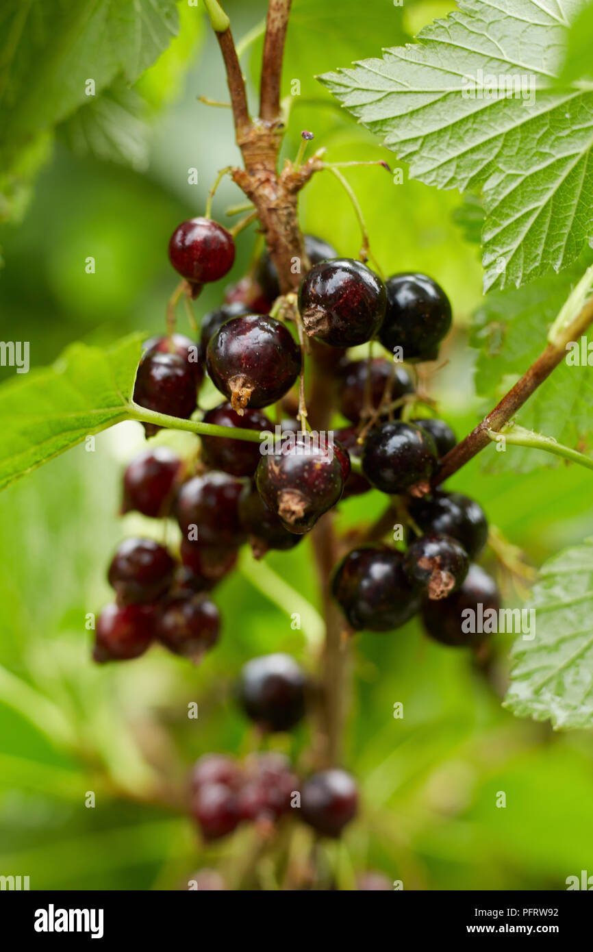 Fruit de cassis Banque de photographies et d’images à haute résolution ...