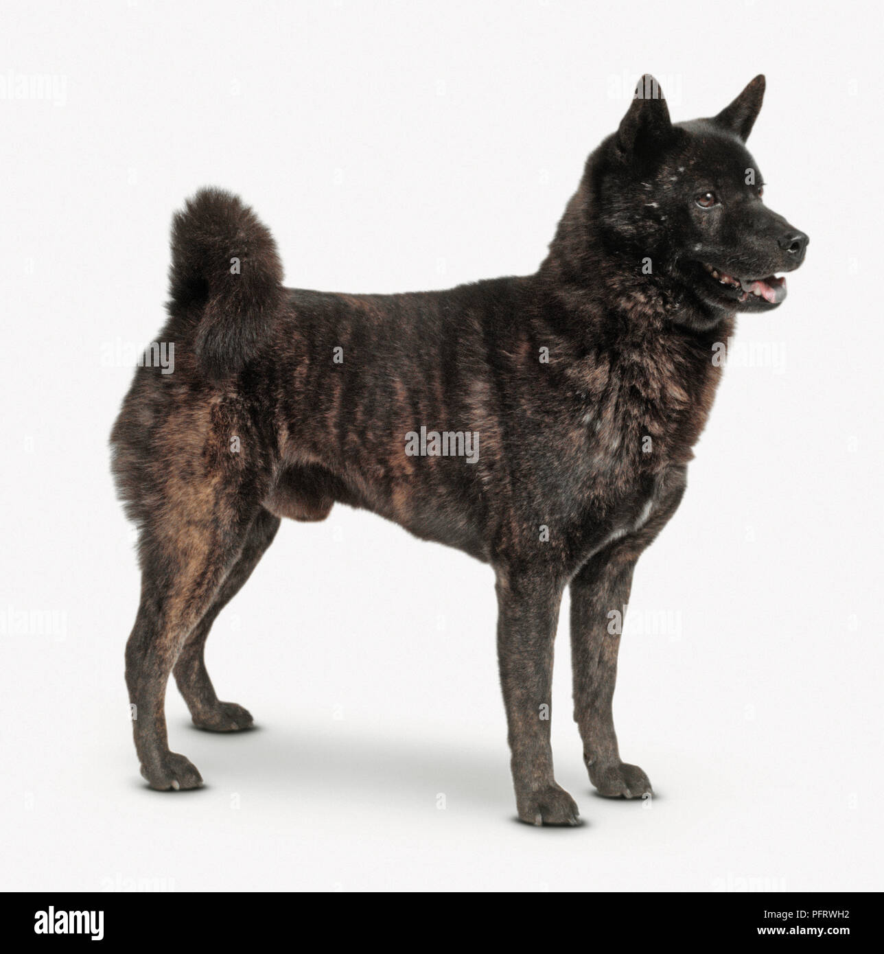 Kai ken Banque de photographies et d’images à haute résolution - Alamy