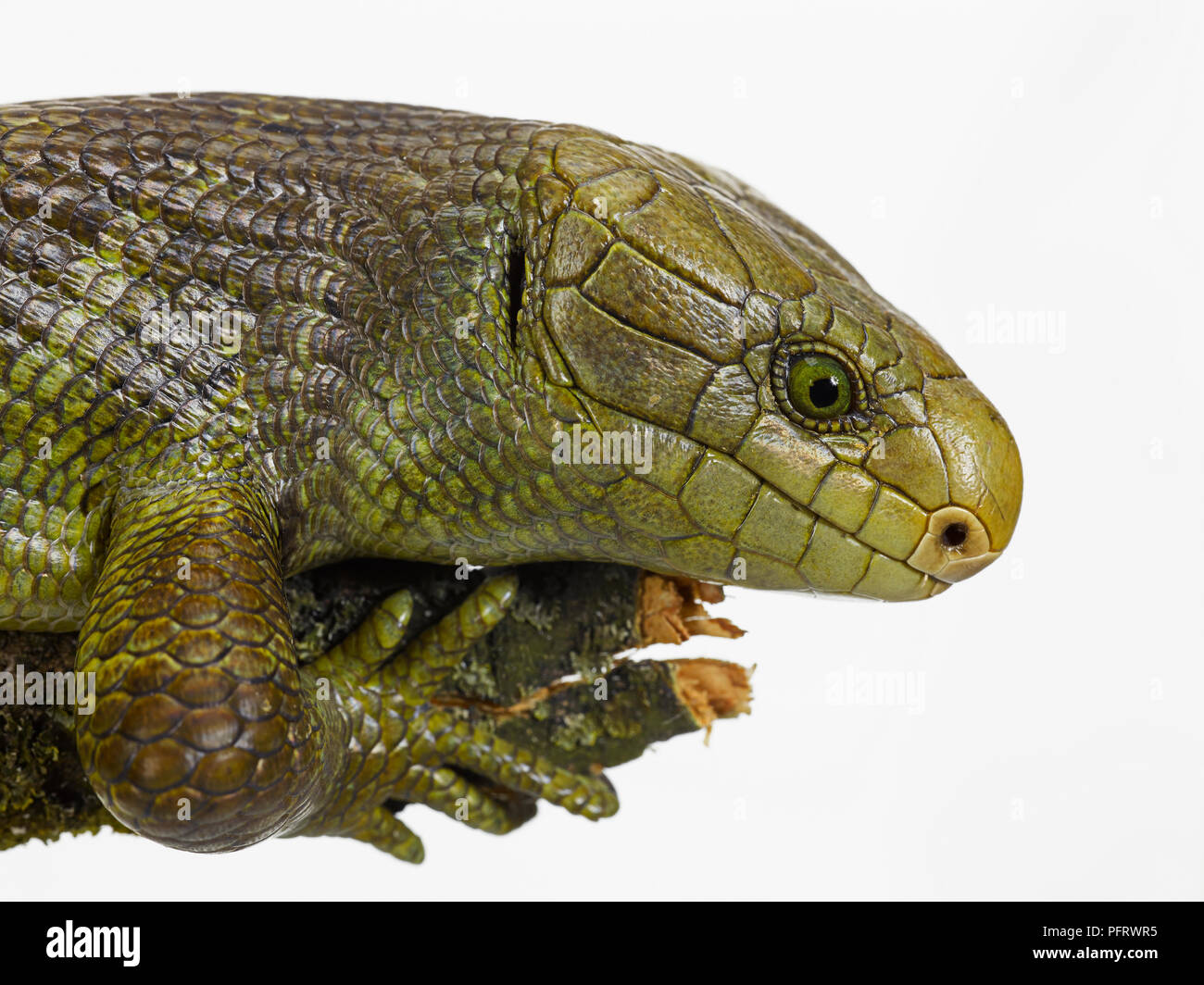 Queue de lézard Banque de photographies et d’images à haute résolution ...