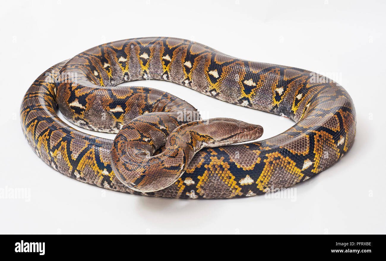 Reticulatus python Banque de photographies et d’images à haute ...