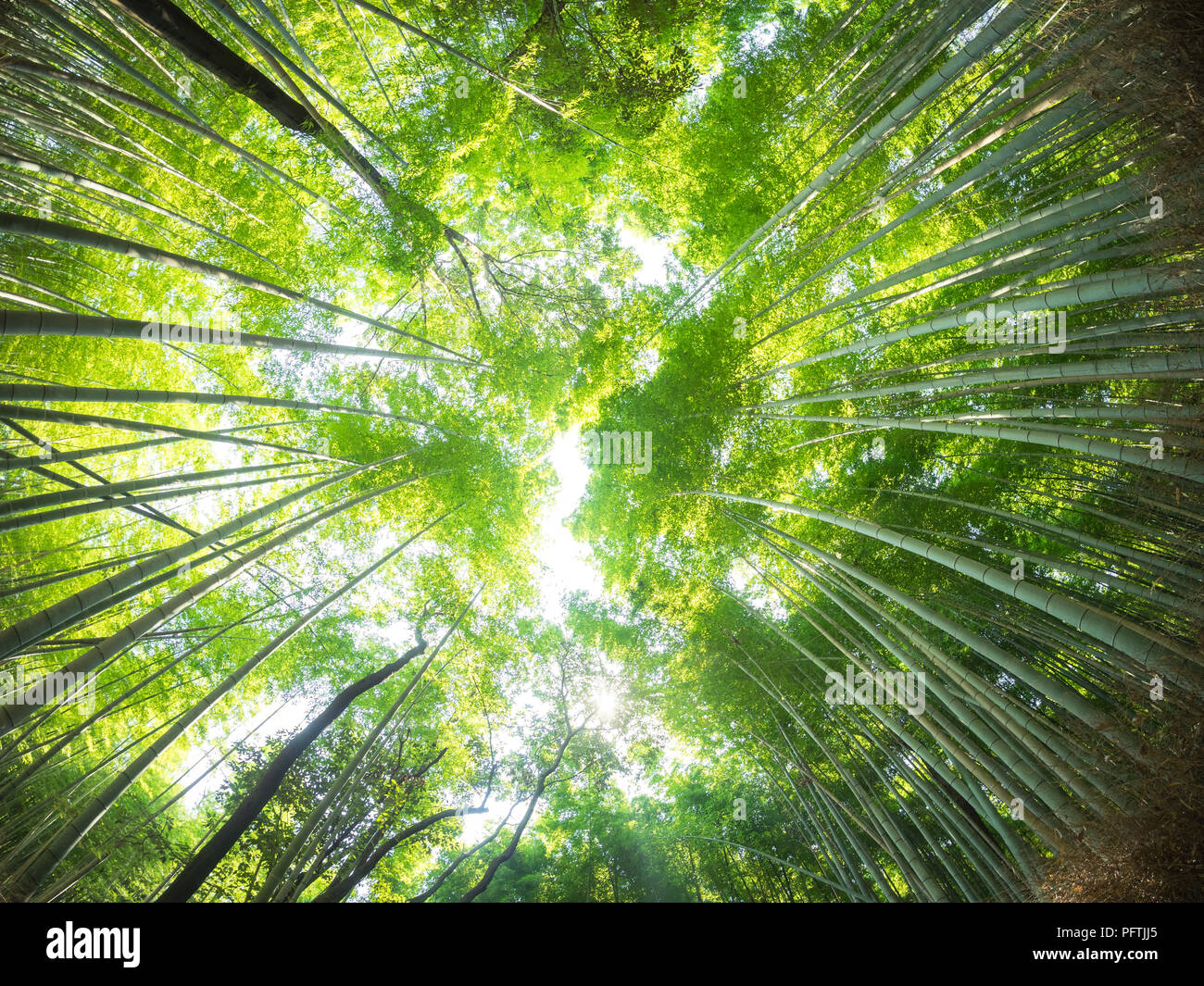 Sagana Forêt De Bambous Arashiyama Kyoto Japon Banque De Photographies