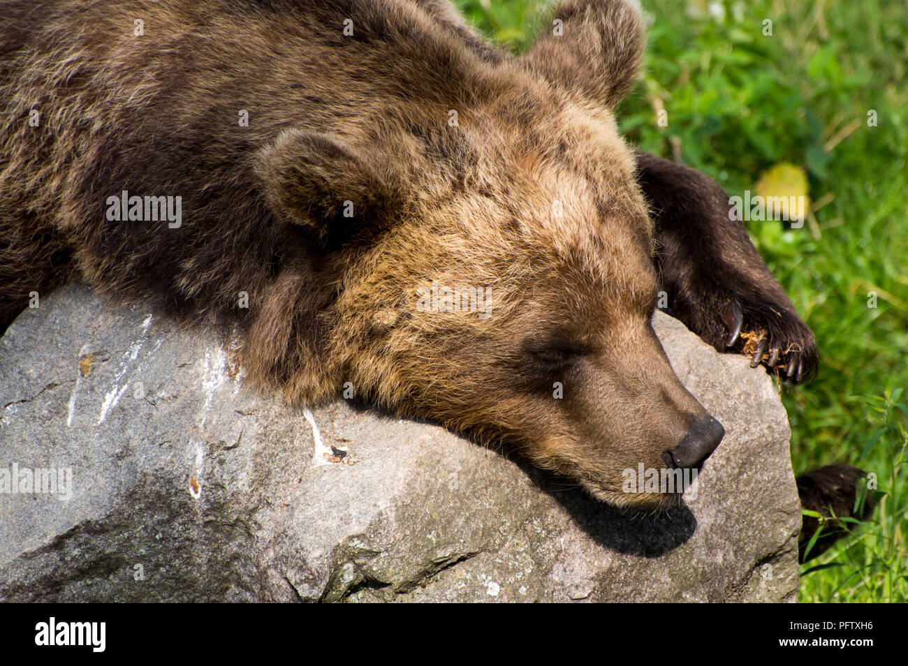 Stockholm zoo sweden Banque de photographies et d’images à haute ...