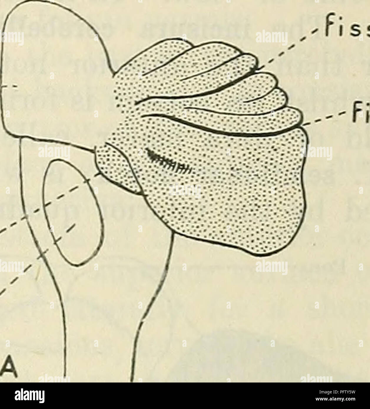 . Cunningham's Text-book de l'anatomie. L'anatomie. Le CEEEBELLUM. 573 ...