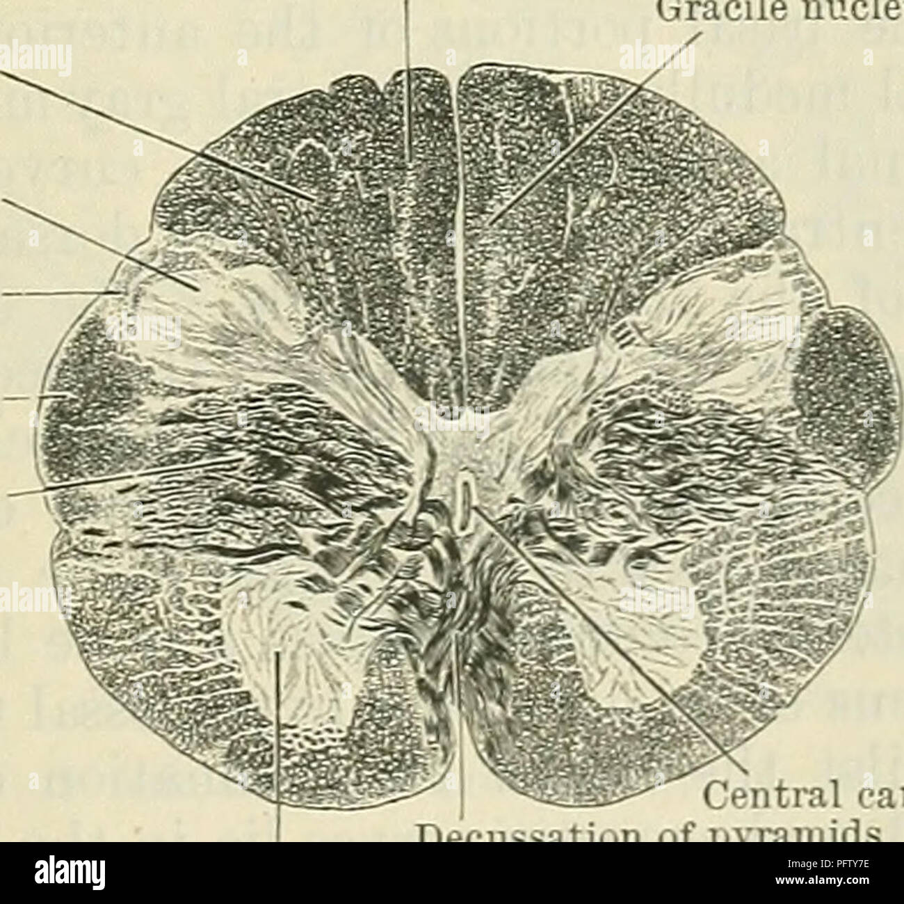 Corps anatomie position 3 4 Banque de photographies et d’images à haute ...