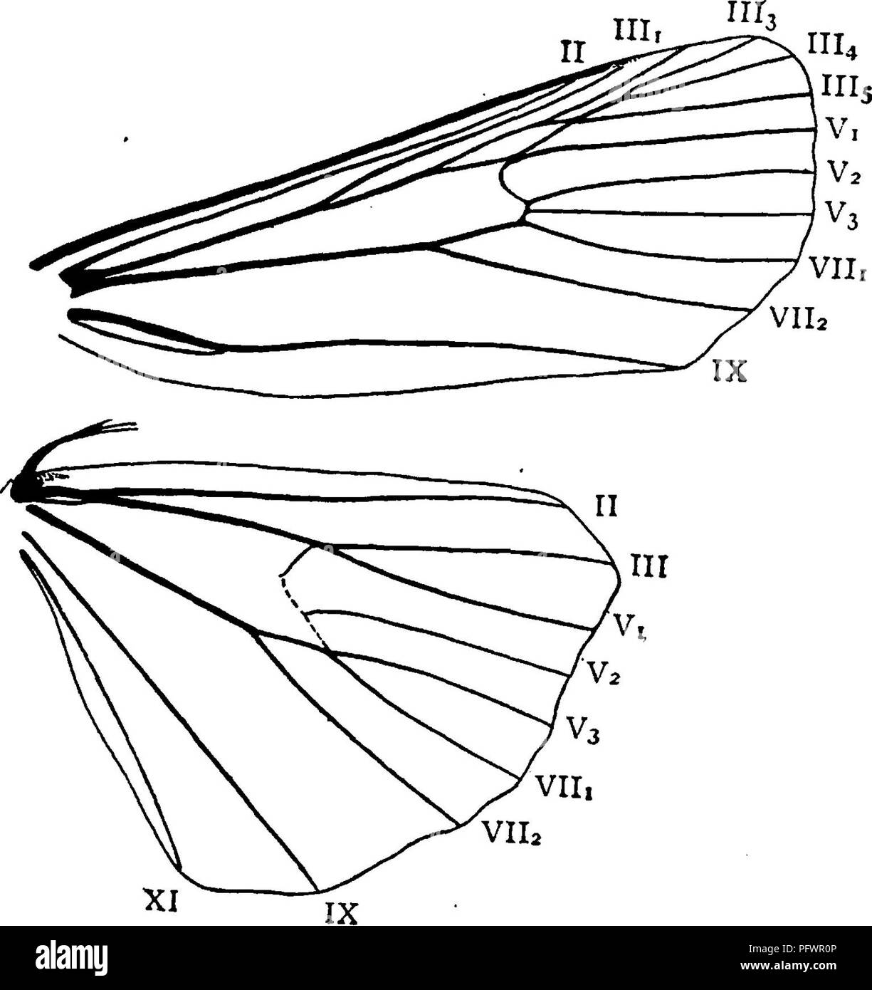 Ce manuel d'étude des insectes fournit des descriptions détaillées de ...