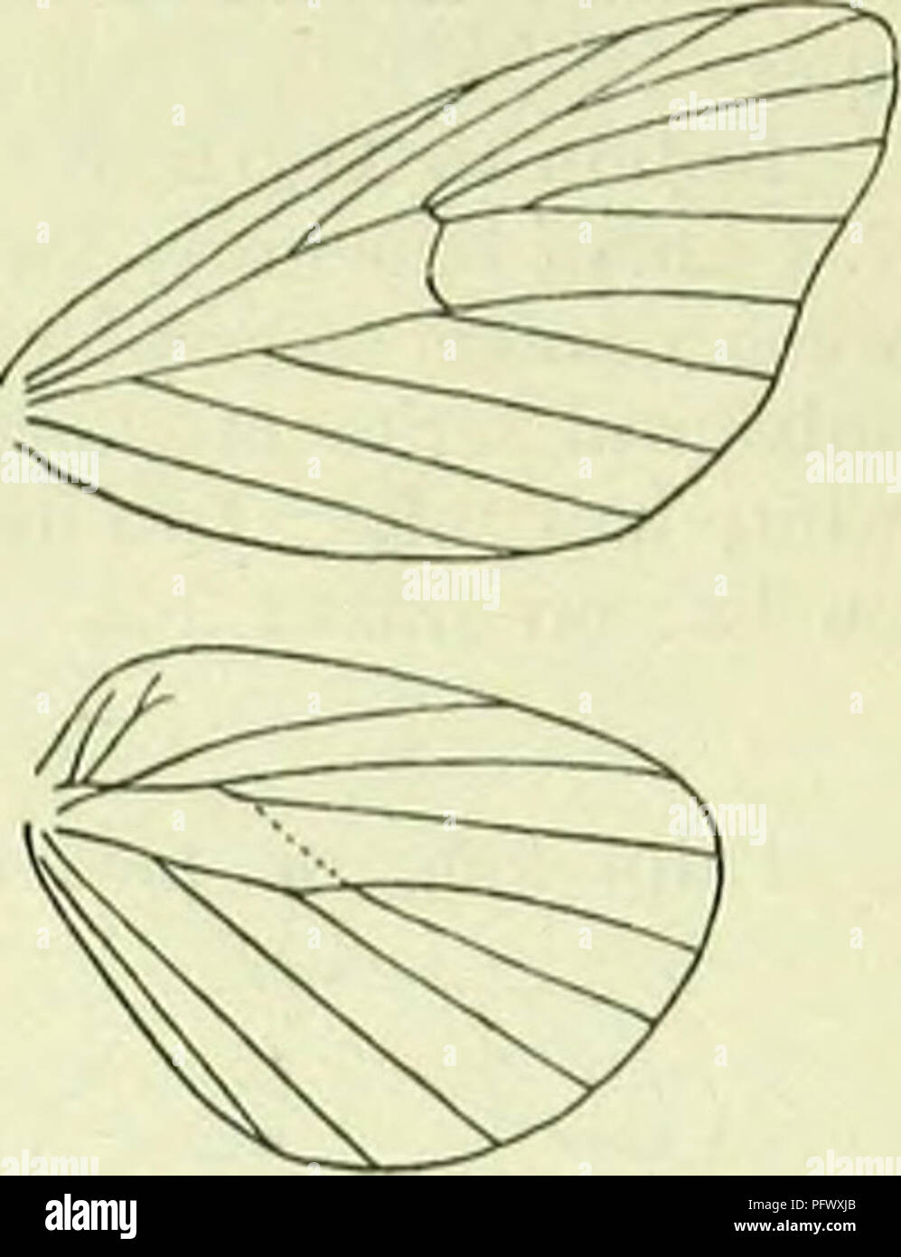 . A handbook of British lepidoptera. Lepidoptera. olisiocampa ...